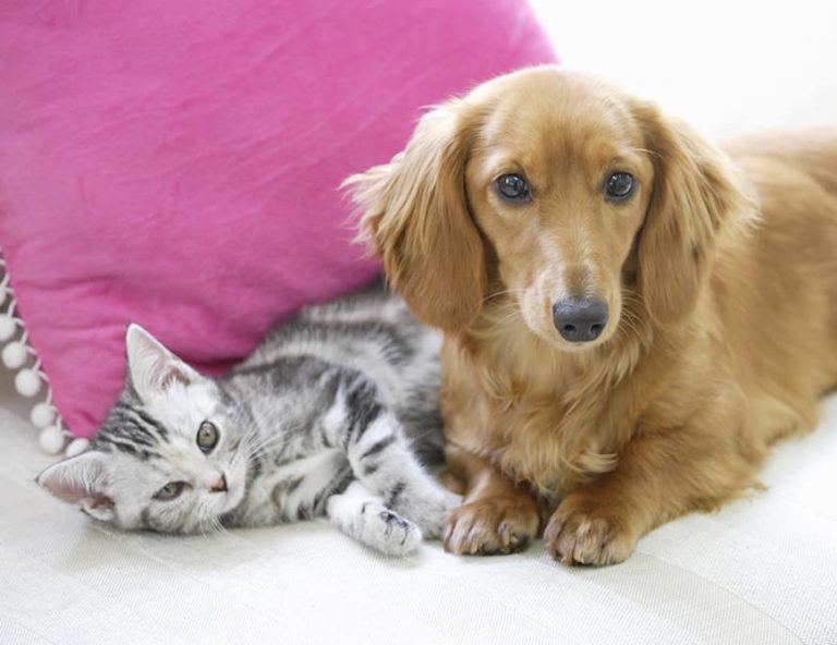 Home - The Vet Lounge