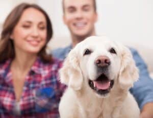 Home - The Vet Lounge