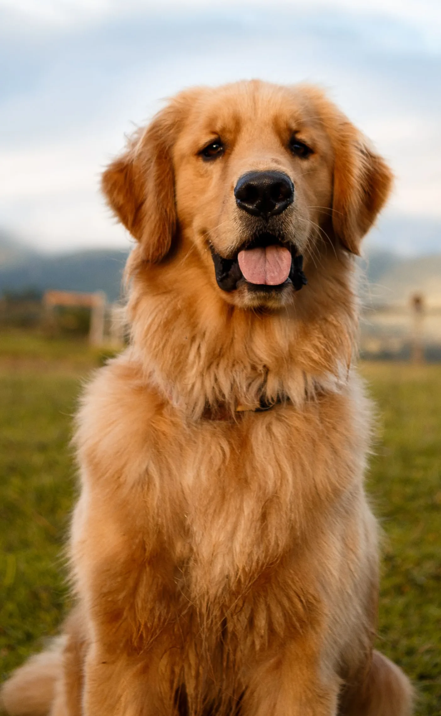 Faecal Microbiota Transplantation for Dogs - The Vet Lounge